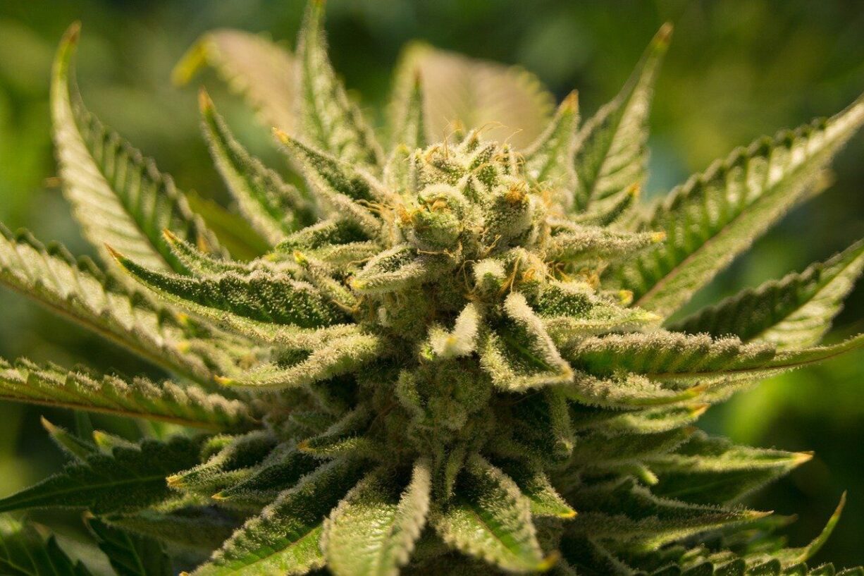 The Top 5 Hemp Flower Strains You Should Try In 2020 – Medible Review